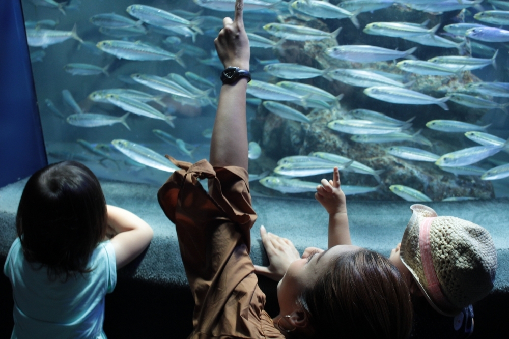 「天空のオアシス」東京・池袋の「サンシャイン水族館」を満喫しよう: mammemo